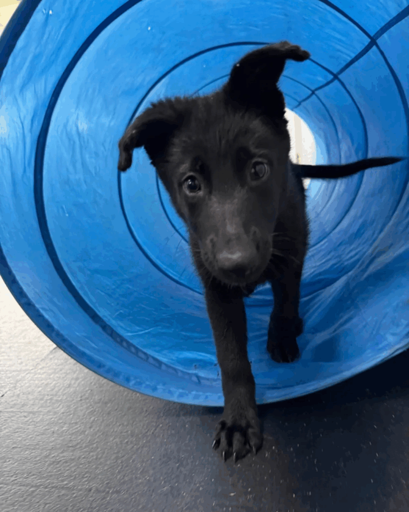 Puppy Training in Melbourne, FL | K9s Place